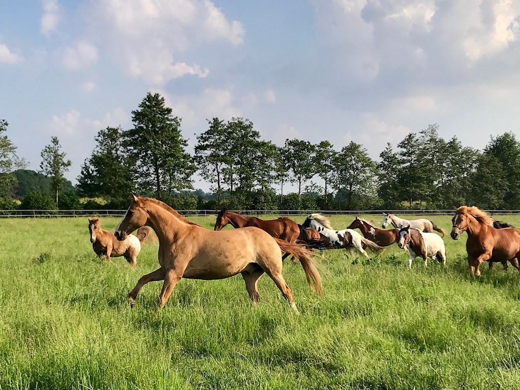 Reitzeit auf Gut Landegge 21.03.2026 - 25.03.2026, 12.04.2026 - 29.04. ...