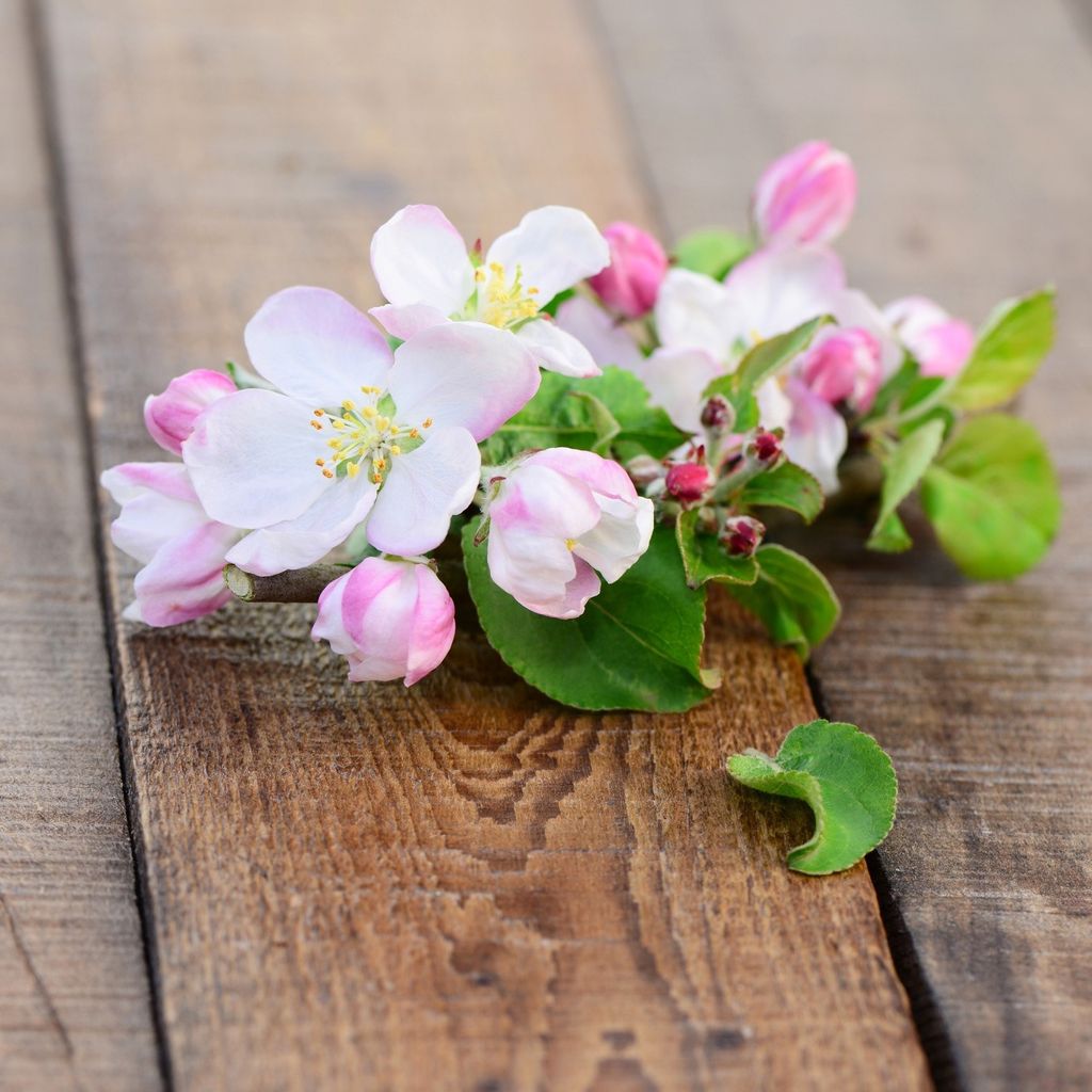 Frühlings-Aktion 5=4 - Hotel Dein Engel Oberstaufen